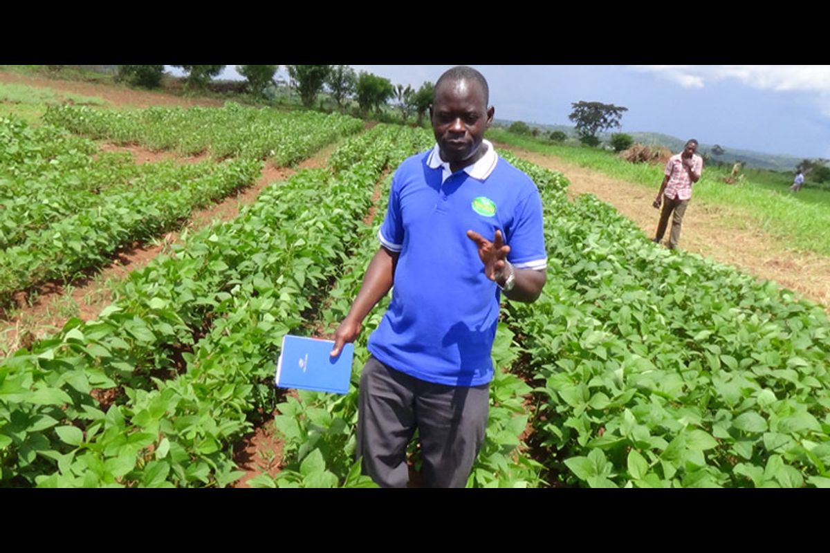 USAID helps harmonize training for beans and maize farmers | The ...