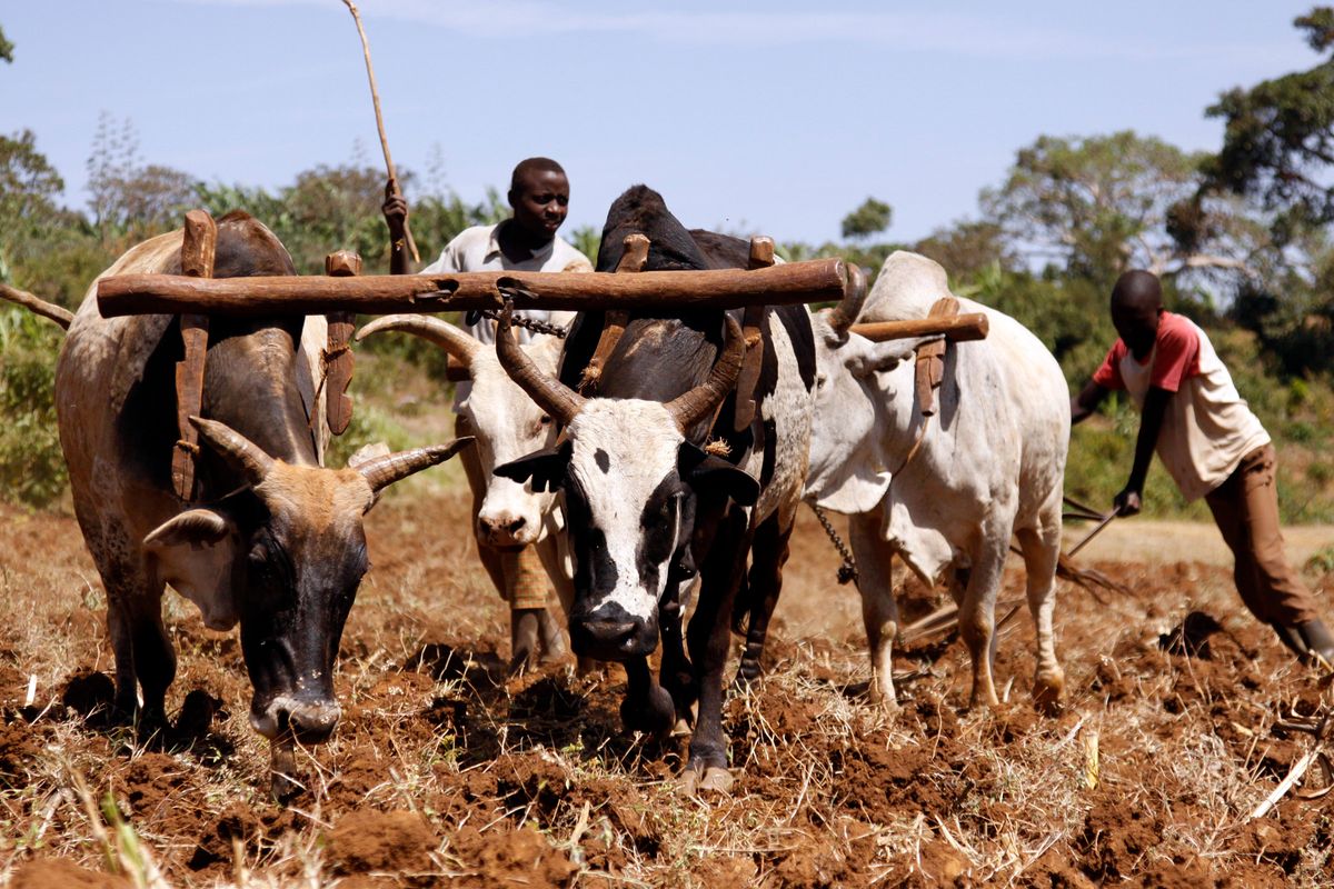 Why Ox-ploughing is popular in parts of Uganda | The Sunrise Newspaper