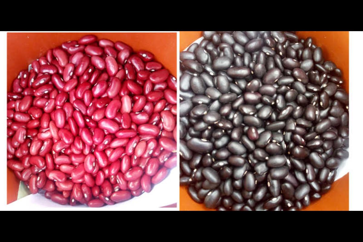 NARO releases drought tolerant beans with 'power-bank' effect | The ...