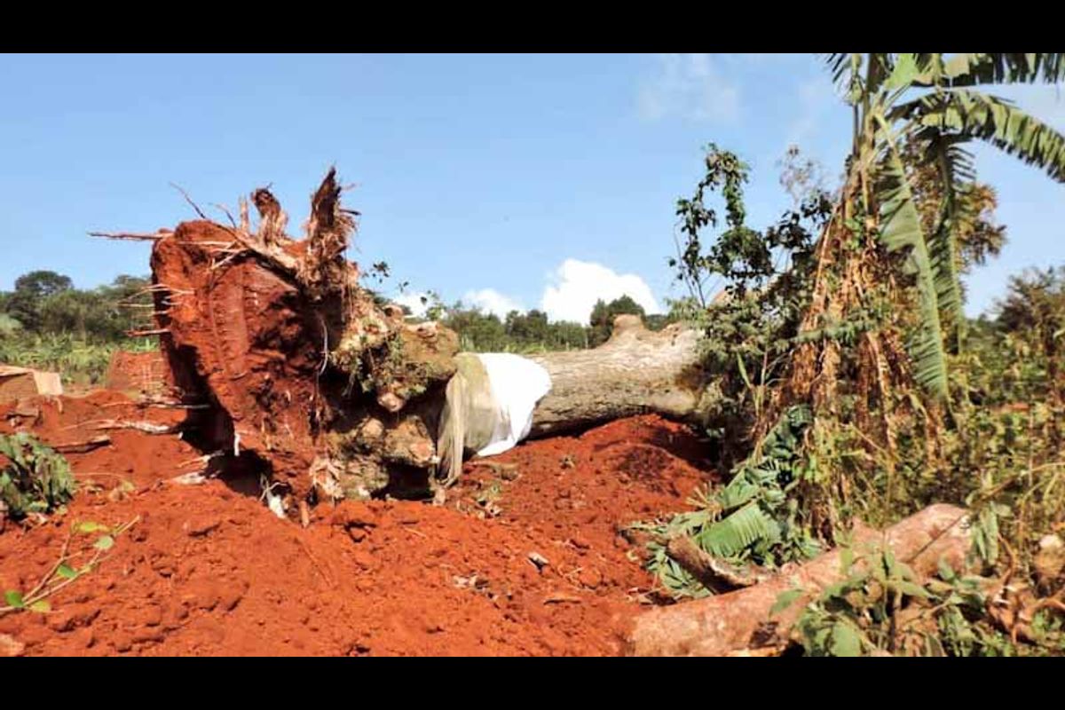Lugave spiritual tree is no more | The Sunrise Newspaper