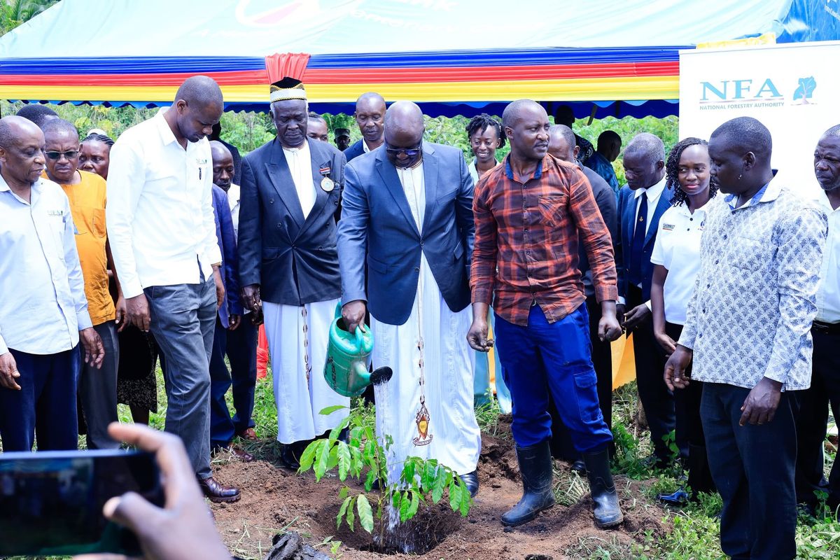 Centenary Bank and NFA Join Forces to Revive Degraded Masindi Forest ...