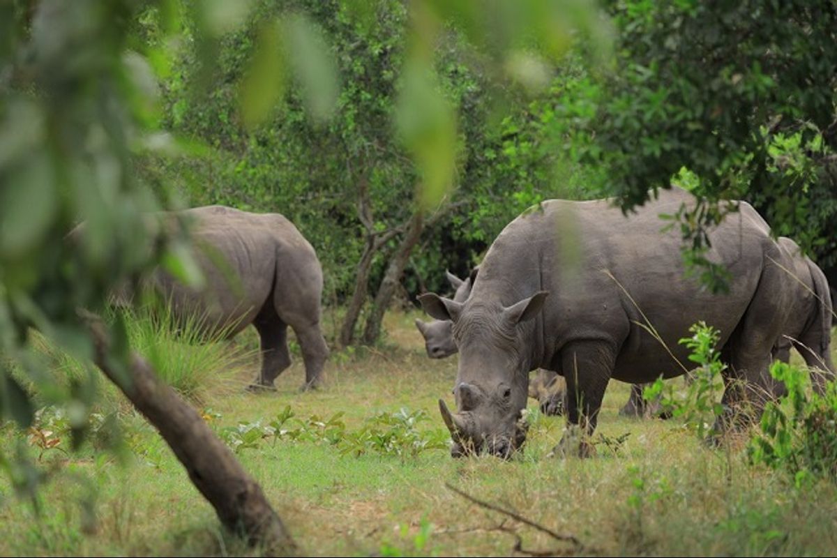 Uganda to Hold First-Ever Rhino Naming Ceremony in September | The ...