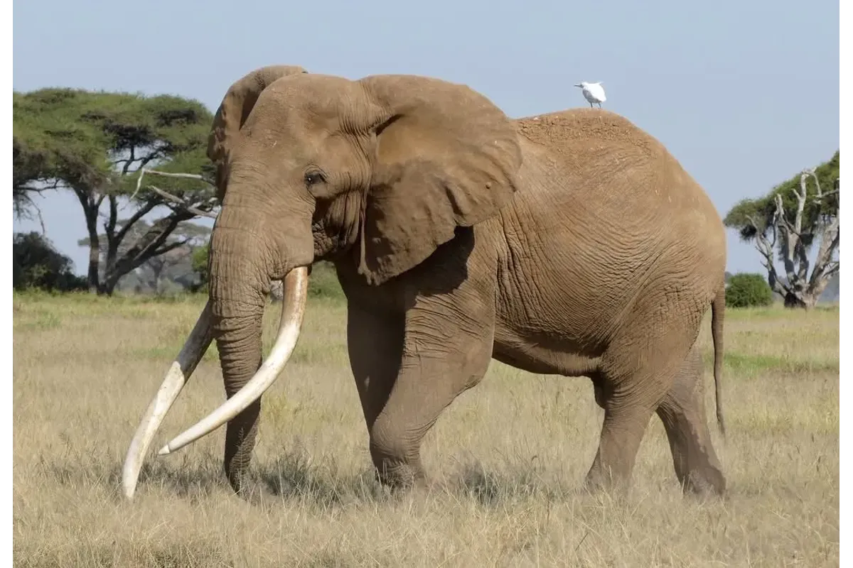 Iconic Kenyan Elephant, Craig, Dies at 54: A Tribute to Africa’s ...